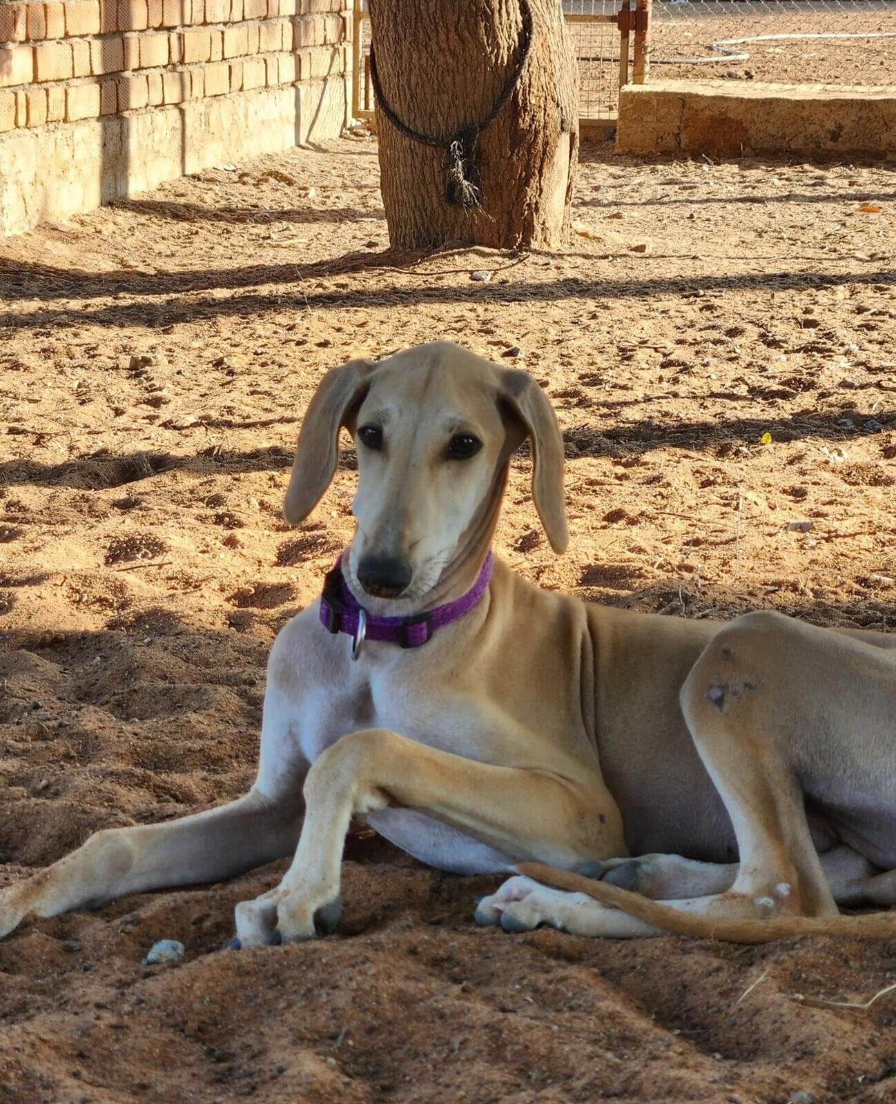 Home | The Chippiparai Collective